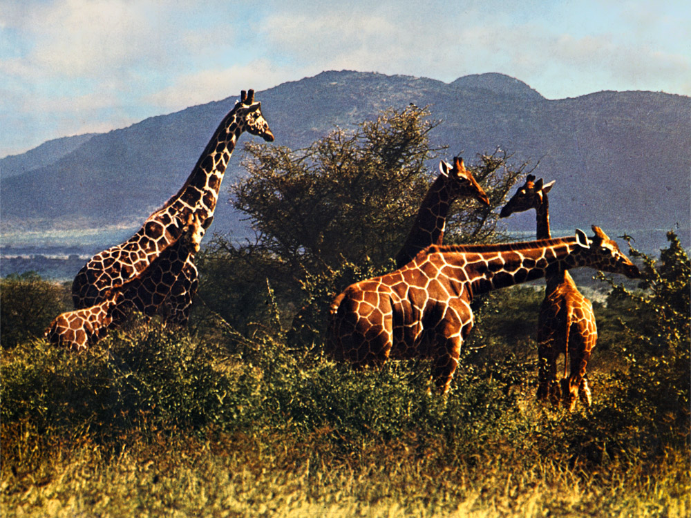 LA JIRAFA :: VIDA DE LOS ANIMALES